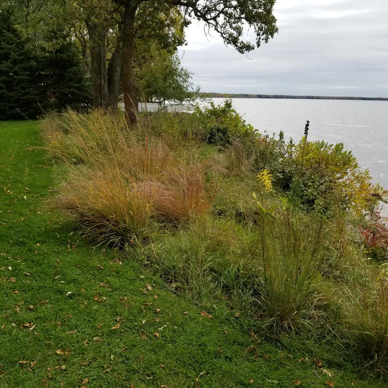 Shoreline Plantings - Mille Lacs Lake Watershed Group